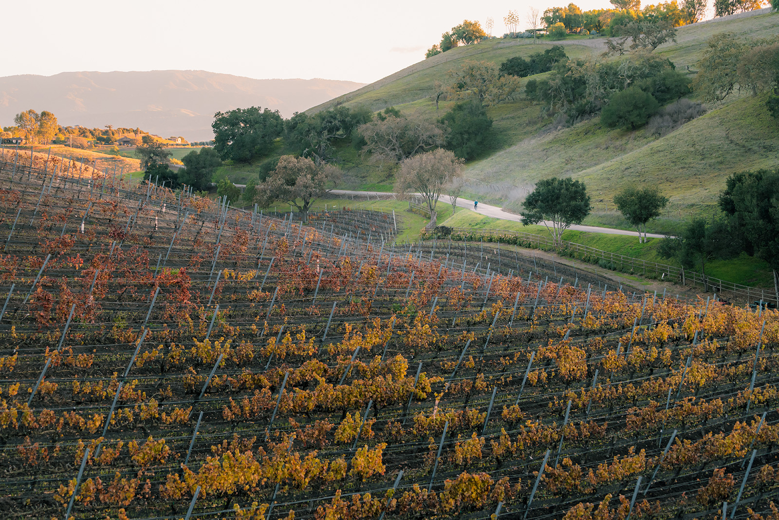 Santa Barbara & Ojai Electric Bike Tour | Backroads Active Travel