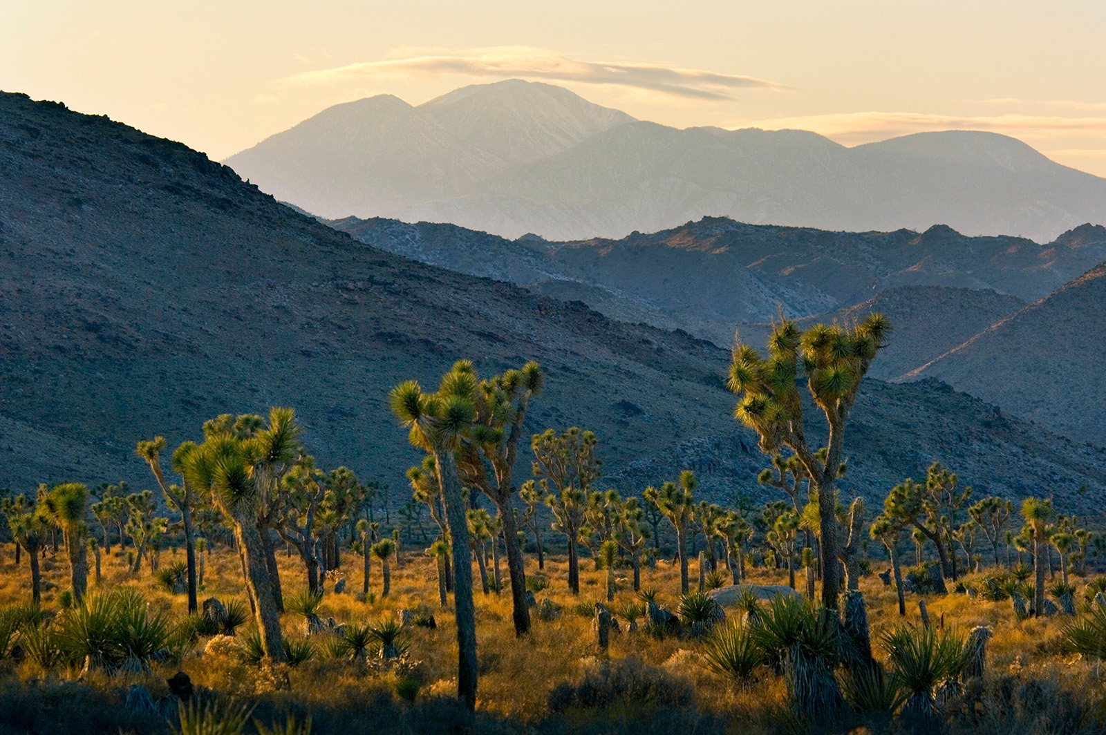 Joshua Tree & Palm Springs Adventure Tour | Backroads Active Vacations