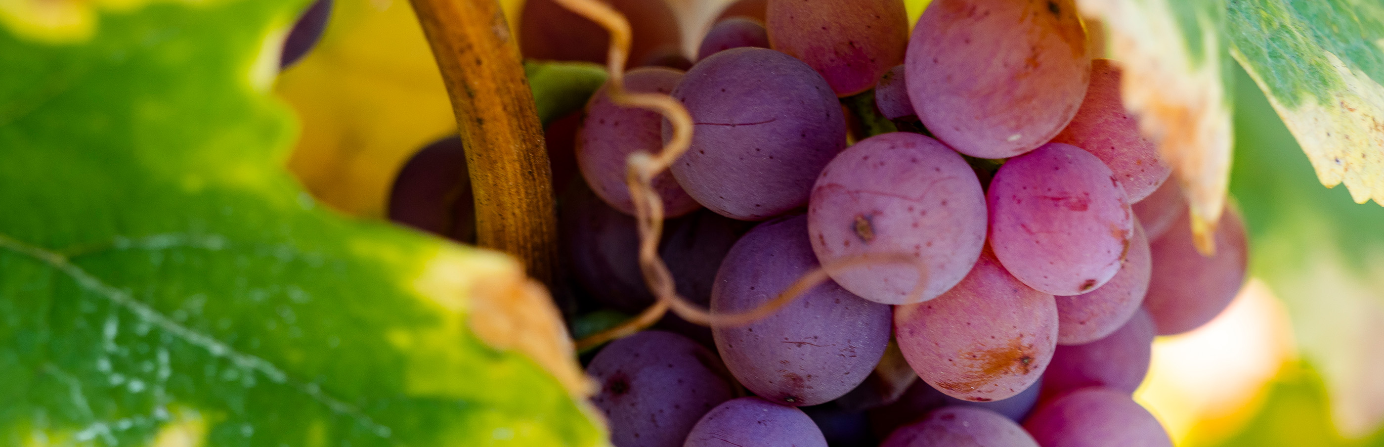 Top 10 Trips for Wine Lovers | Backroads