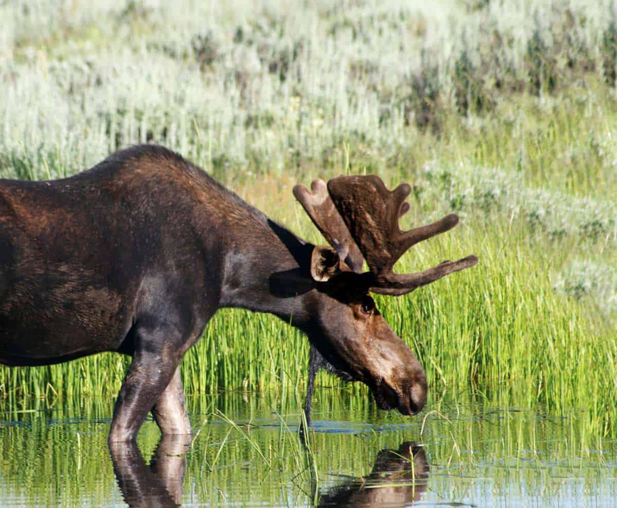 Moose Tracks | Backroads
