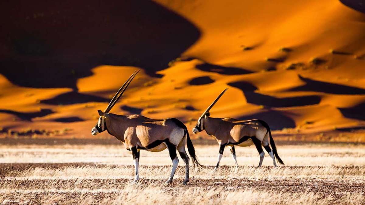 Namibia & Zimbabwe Active Safari Video | Backroads